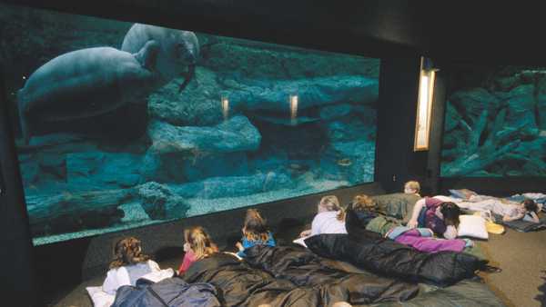 Spend the night with manatees at Cincinnati Zoo sleepover