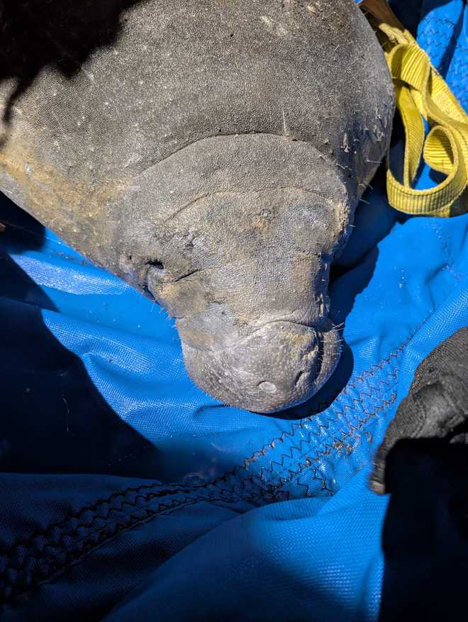 Manatee rescued from Central Florida storm drain recovering at SeaWorld
