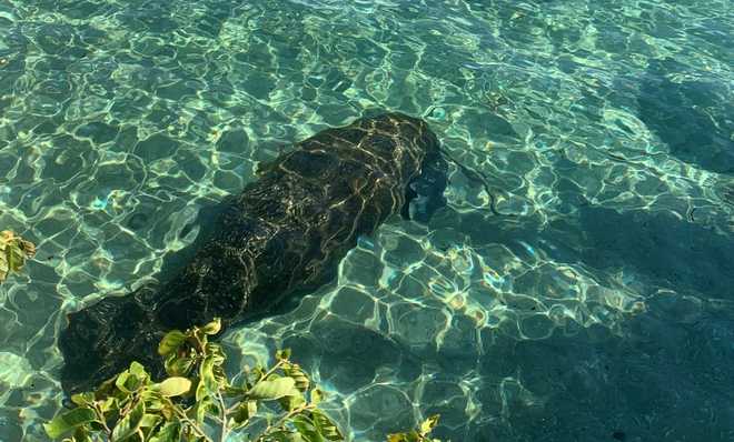 Manatee Appreciation Day is here