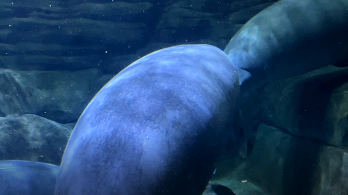 3 manatees leave Cincinnati Zoo to prepare for release back into ...