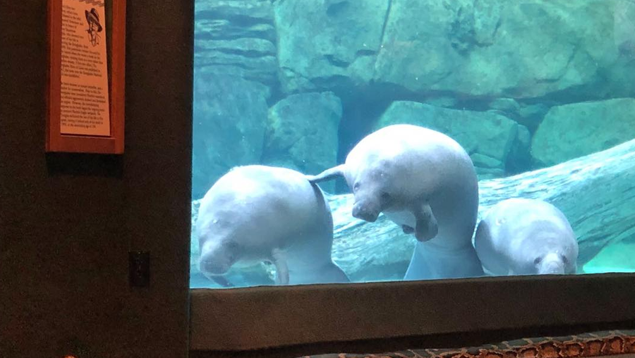 Manatees get scaly visitor in their building at Cincinnati Zoo