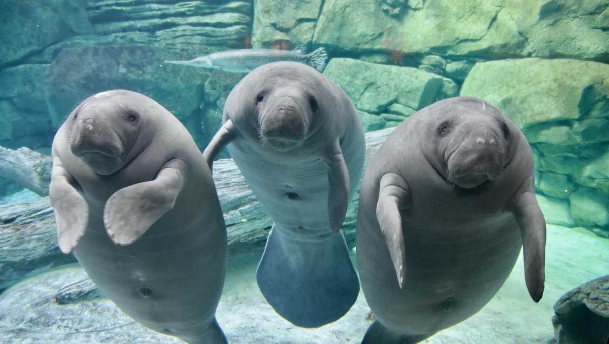 Manatees rehabilitated at Cincinnati Zoo arrive in Florida