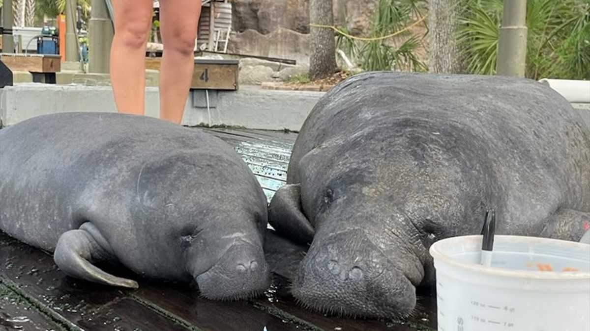 Mother and calf manatees rescued after months trapped in Port of the ...