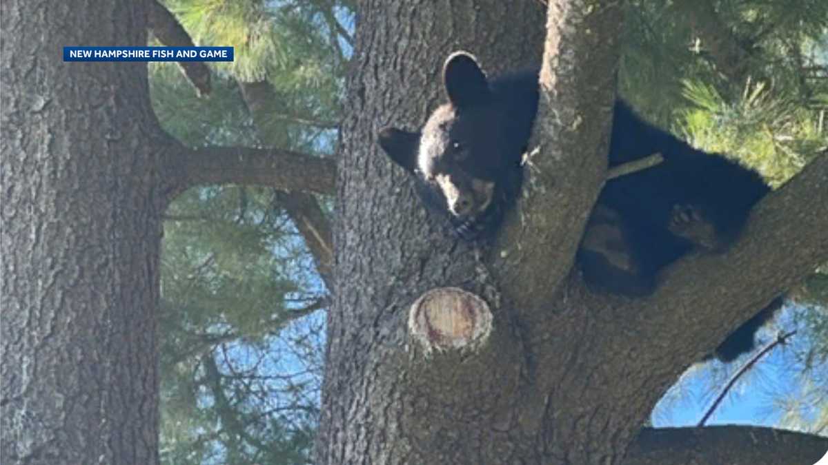 Young bear in Manchester, NH tree brought to Kilham Bear Center