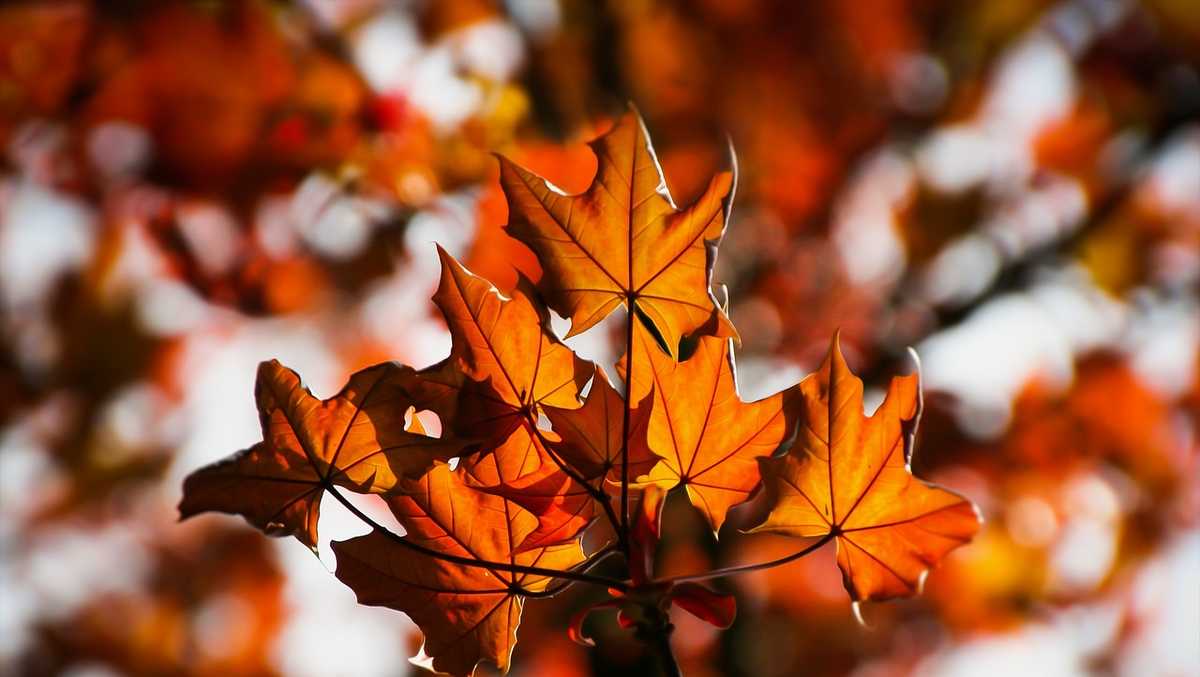 Alabama fall foliage guide: When leaves changing color peak