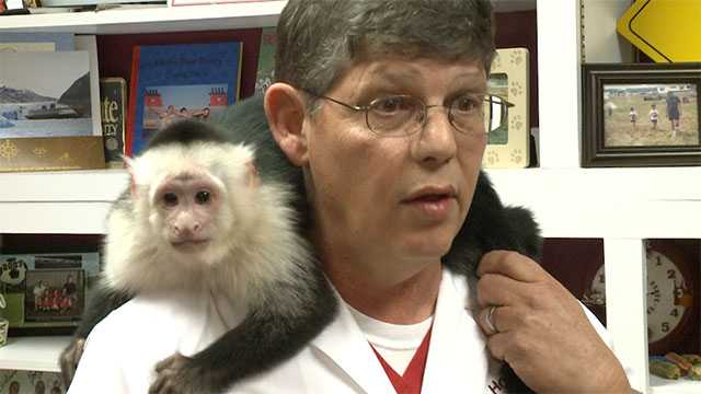 Monkey rescued from 'meth house' makes home with Brandon veterinarian