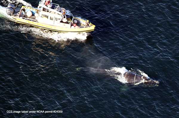 20% of all North Atlantic right whales gathered off Cape coast