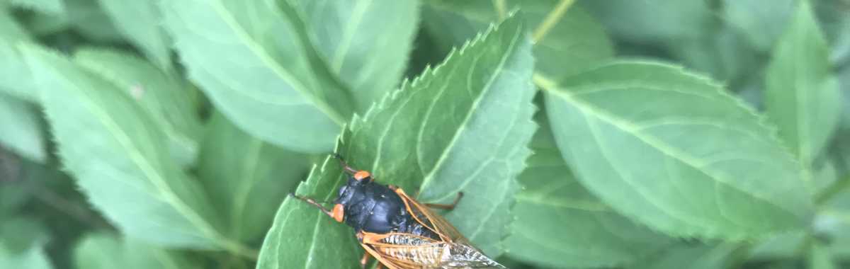 Photos: See the Brood X Cicadas emerging in Maryland