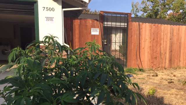 3 ways to spot an indoor marijuana grow in your neighborhood