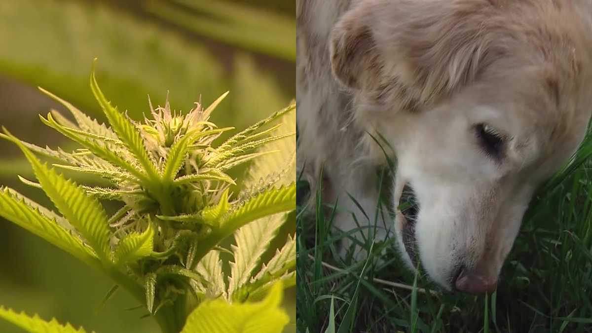 Owner issues warning after marijuana leftovers sicken dog