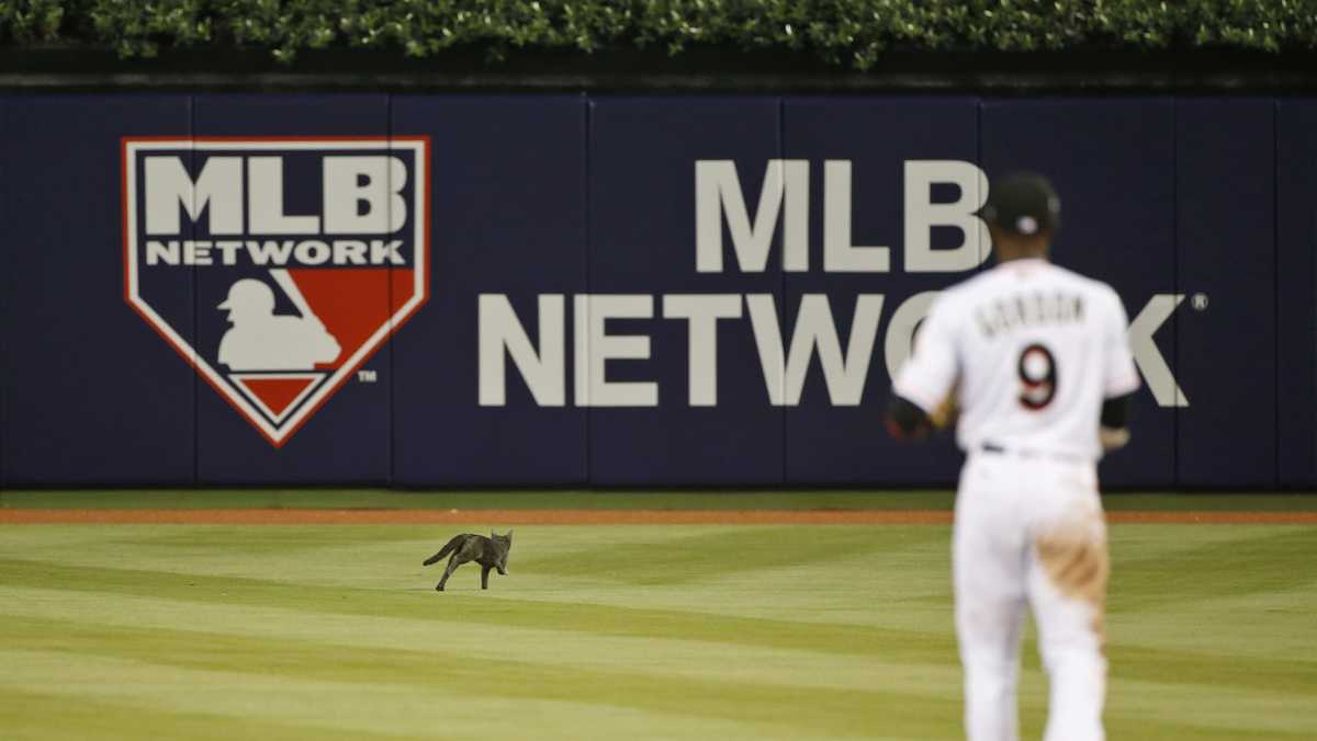 The crowd goes wild for Rally Cat