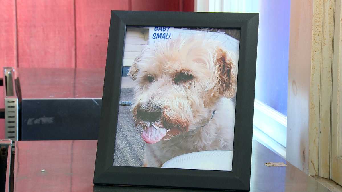 An Ice Cream Sundae for Marshmallow the dog