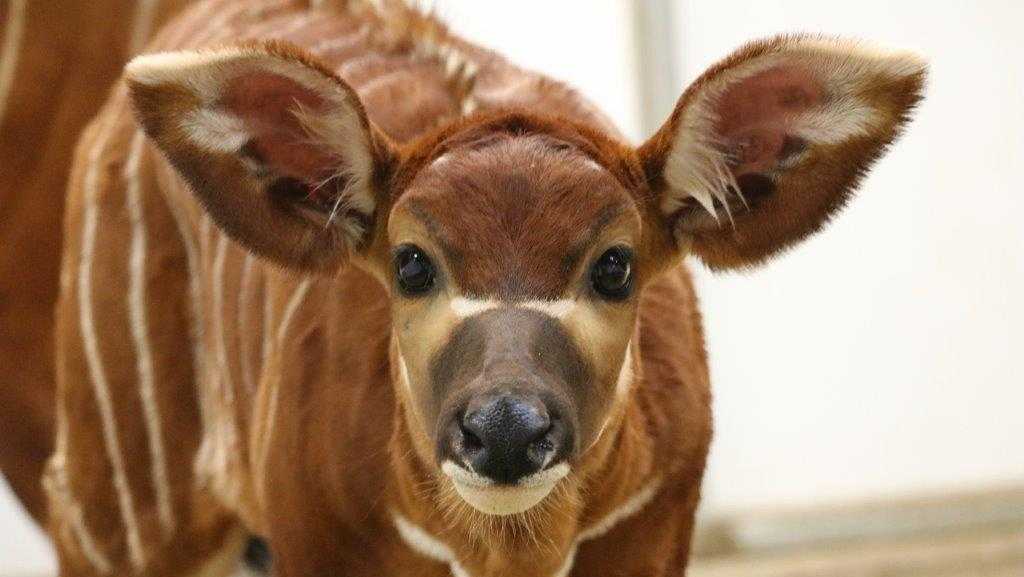 Henry Doorly Zoo and Aquarium announces birth of Eastern mountain bongo ...