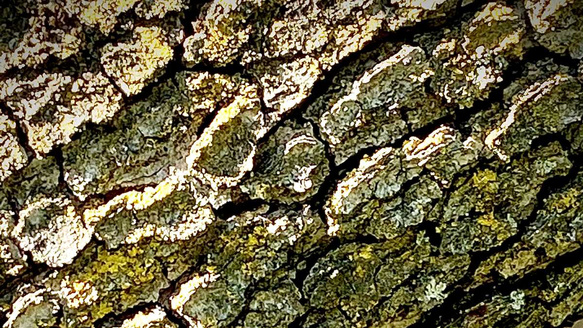 Photos: See the Brood X Cicadas emerging in Maryland