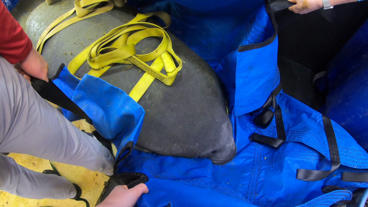 Photo Gallery: Manatees released in Florida