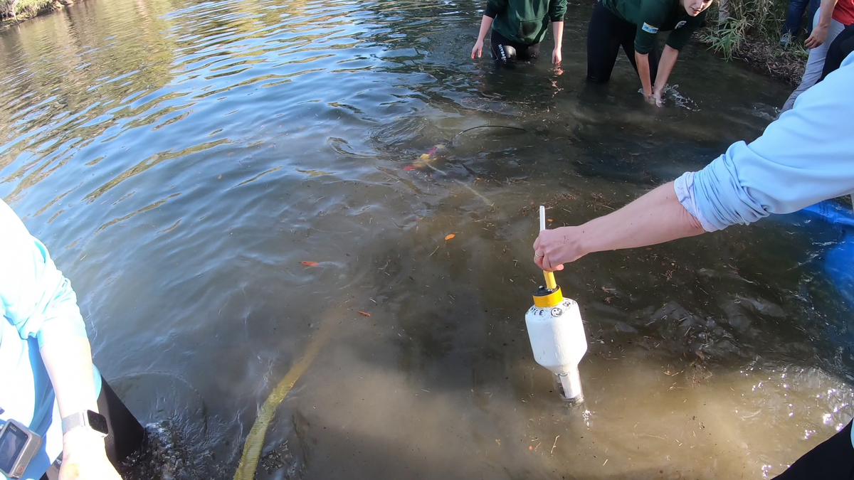 Photo Gallery: Manatees released in Florida