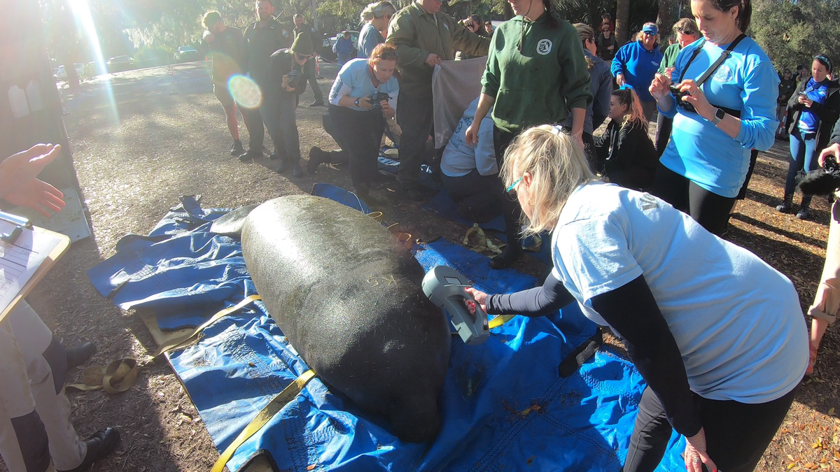 Photo Gallery: Manatees released in Florida