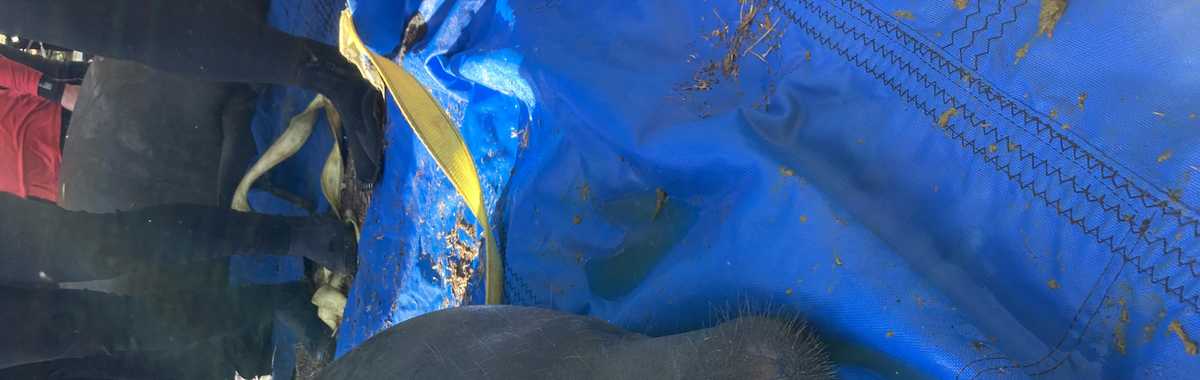 Photo Gallery: Manatees released in Florida