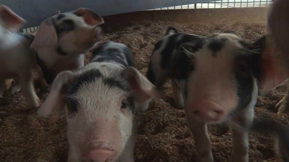State fair features animals of all ages