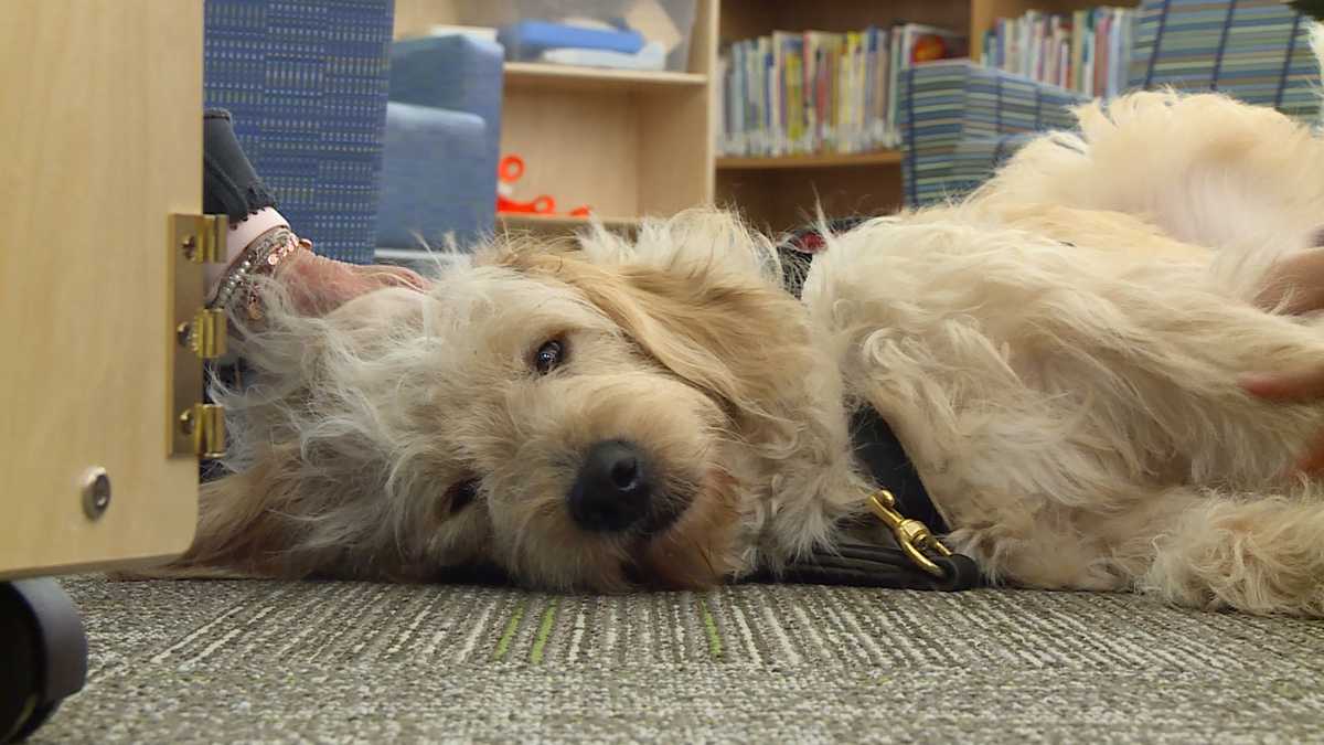 Therapy dog donated to Mason elementary school in honor of 10-year-old ...