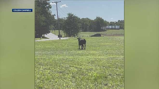 Escaped bull killed after causing 3-car crash on I-495, charging at ...