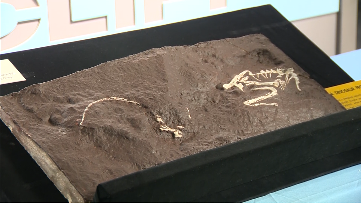 What to know about Massachusetts new official dinosaur