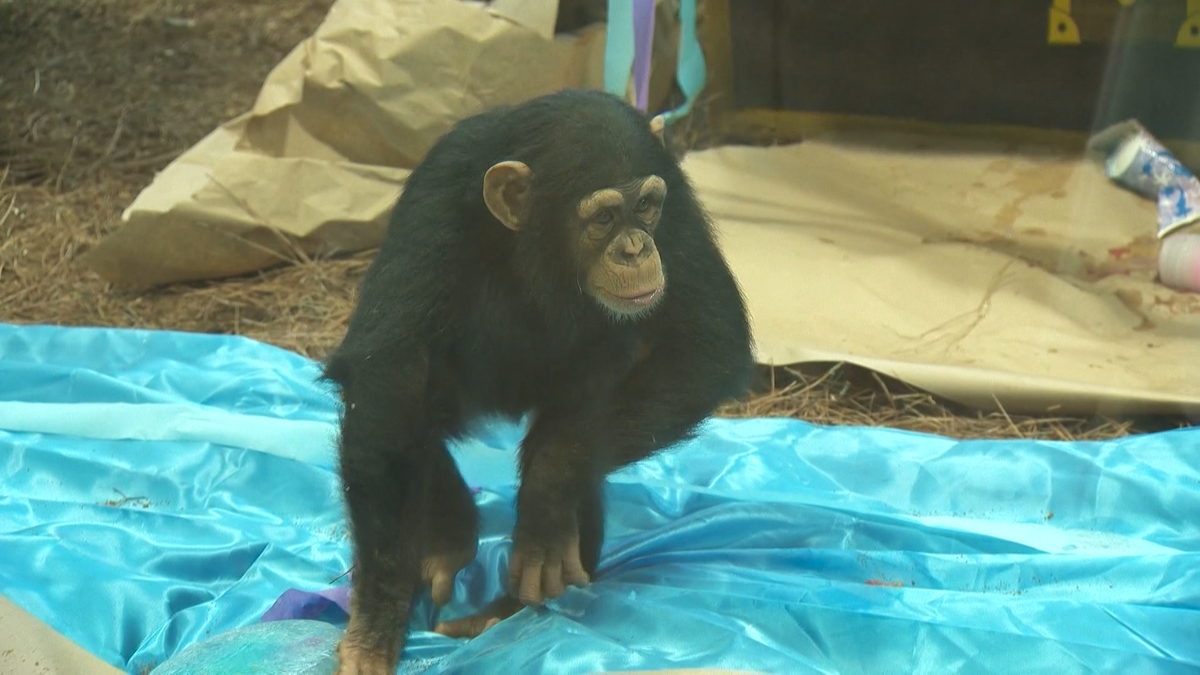 Maryland Zoo chimp, Maisie, celebrates third birthday