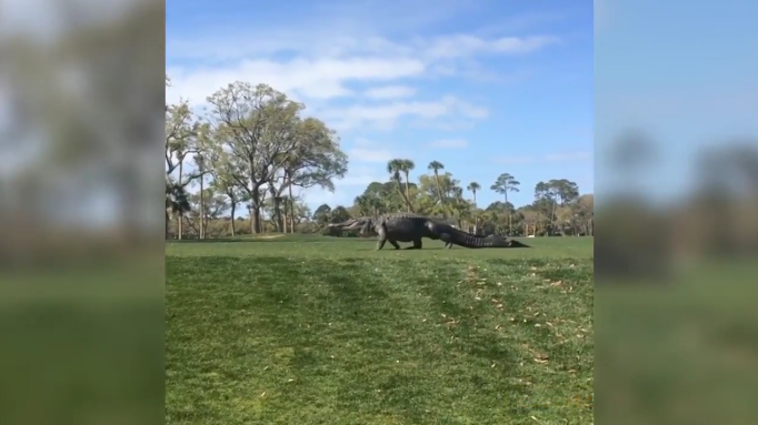 Massive alligator strolls across course, interrupts golf tournament