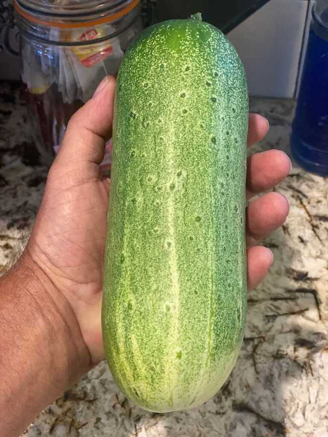 Louisiana man grows giant cucumber