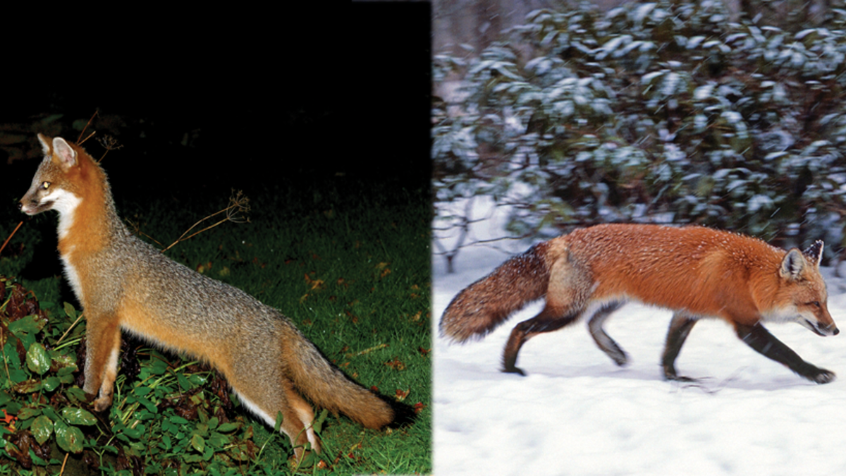 Police issue community alert after two fox attacks in 12 hours