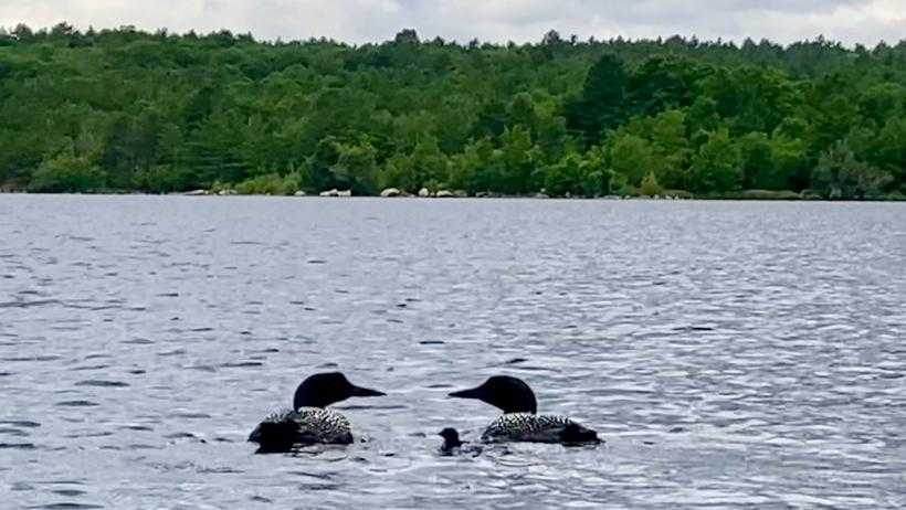 Loon chick hatched in southeastern Mass. for first time in over a century