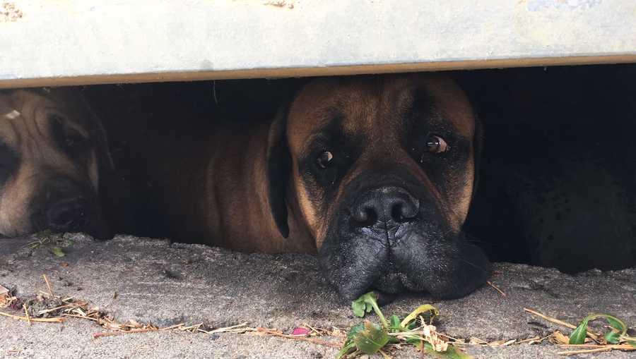 Poor pooches! Mastiffs stuck in Colorado storm drain