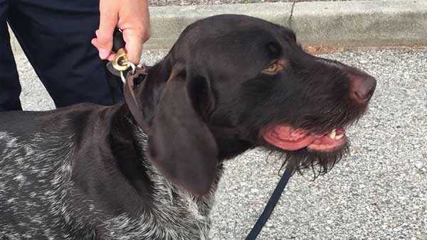 Meet Cincinnati’s newest crime-fighting dog, Mauser