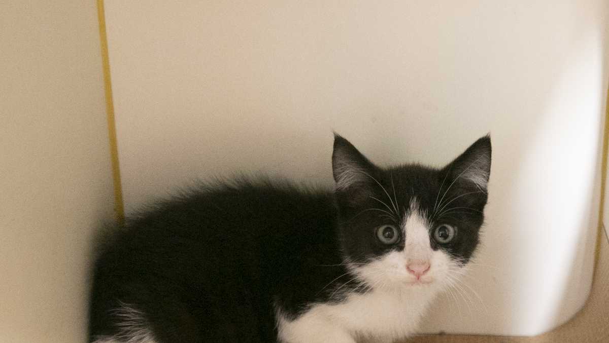 Kitten rescued from car engine compartment at brake shop