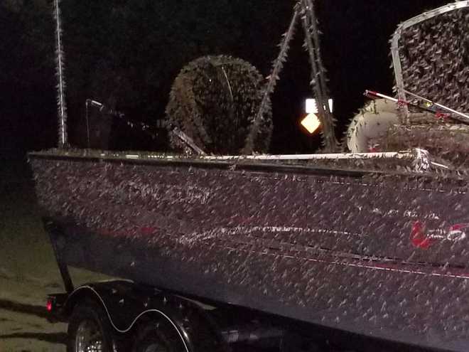 Mayflies are swarming