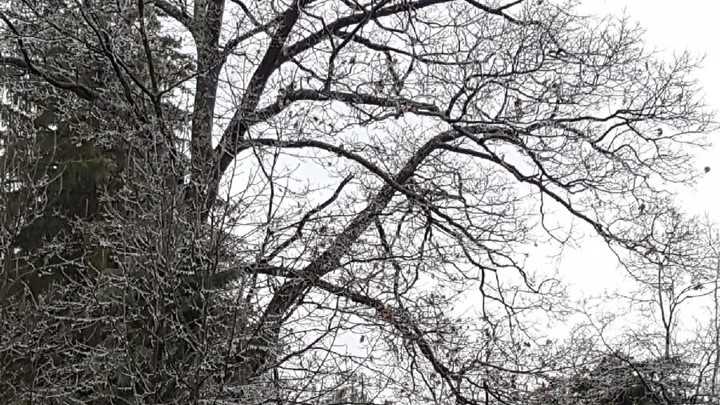 Gallery: Tuesday's Ice Storm photos