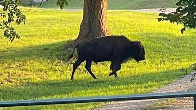 McClain County officials find owner of loose buffalo