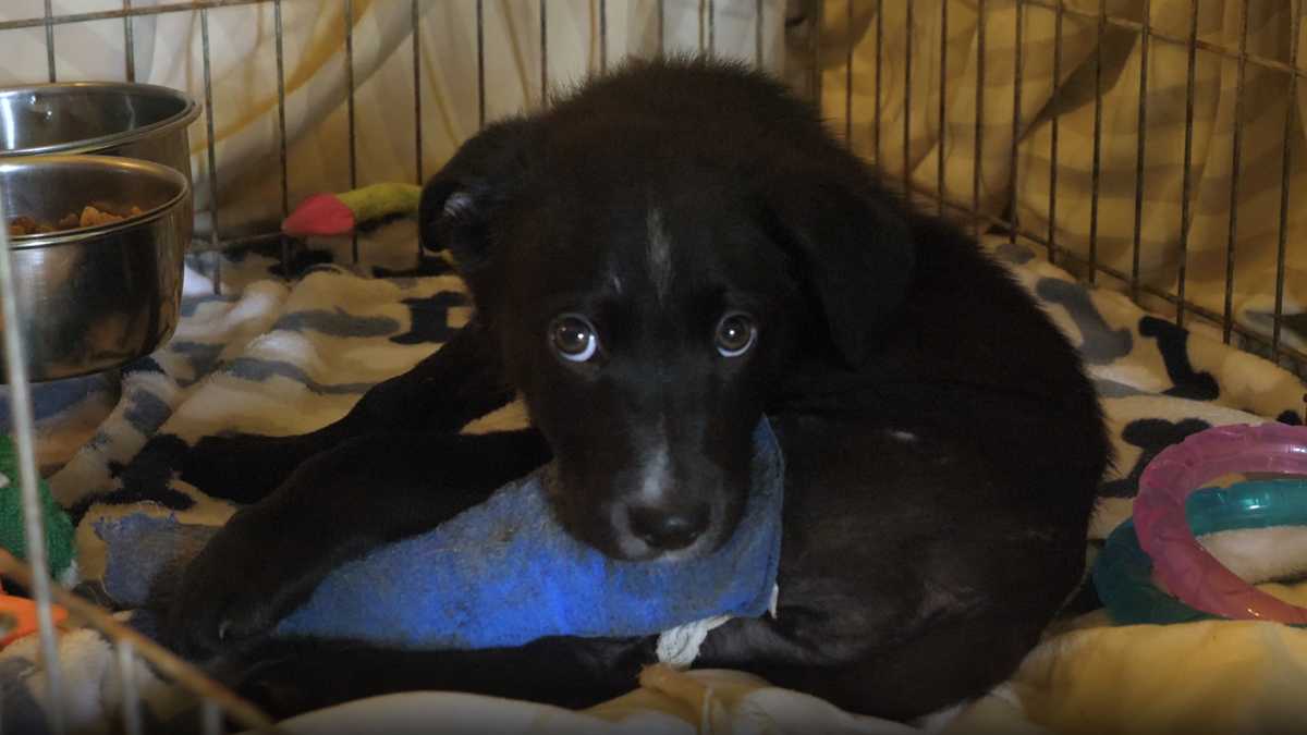 Puppy rescued by MDOT worker now available for adoption