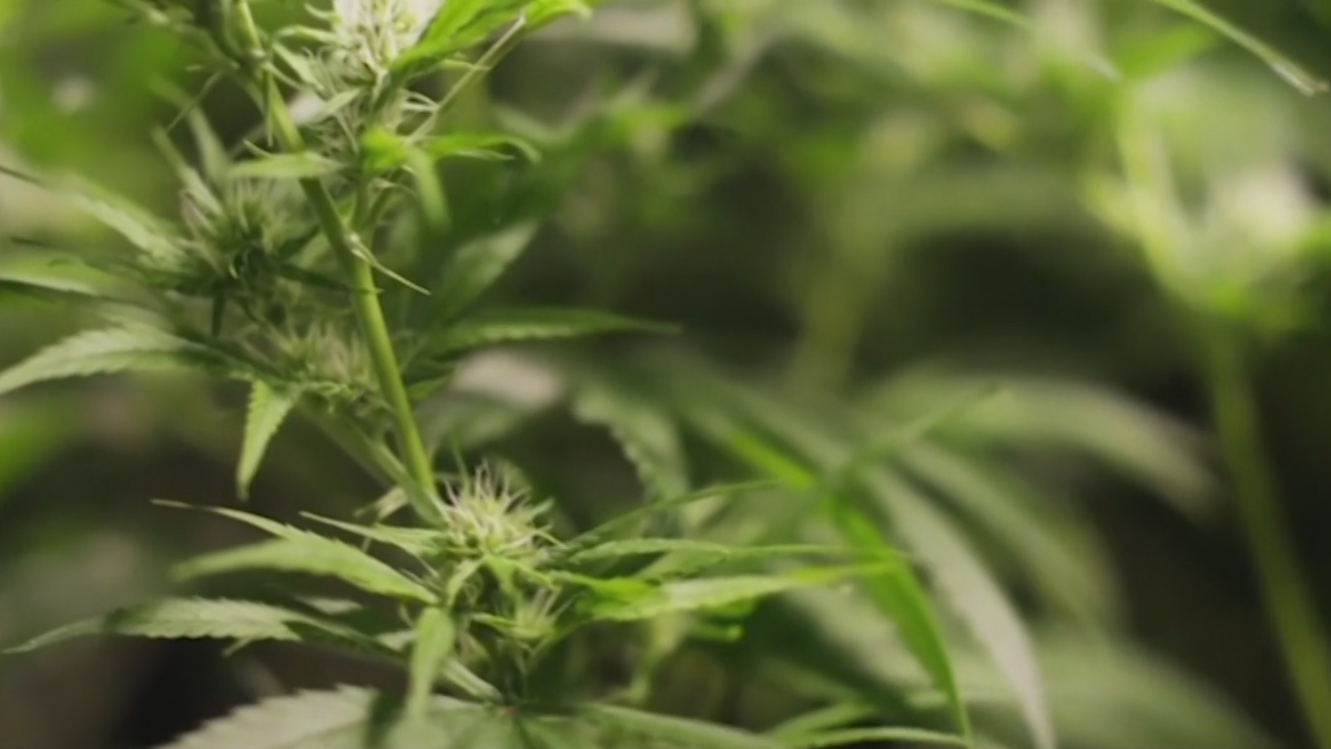 Florida recreational marijuana would be legal under new bill Florida recreational marijuana would be legal under new bill