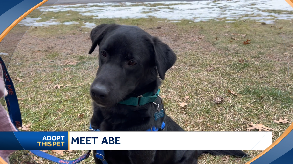 A Lab/Border collie mix, named Abe needs a new home