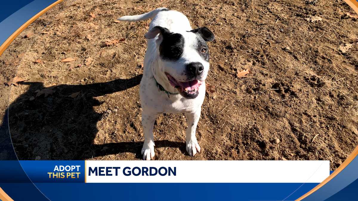 Gordon loves people and wants all the attention