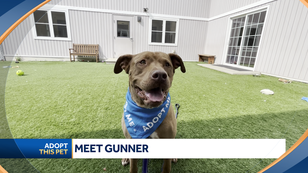 A pooch named Gunner needs a new home