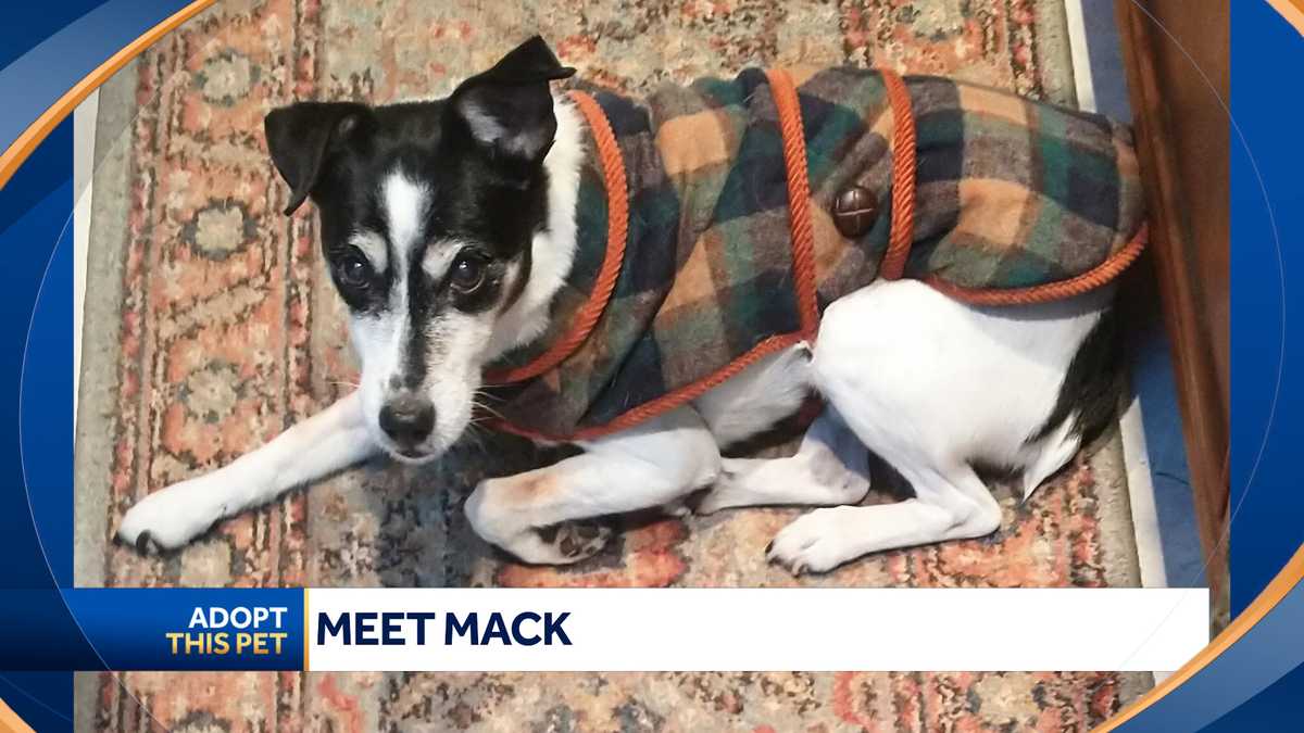 Mack needs a loving home where he can snuggle with his people.