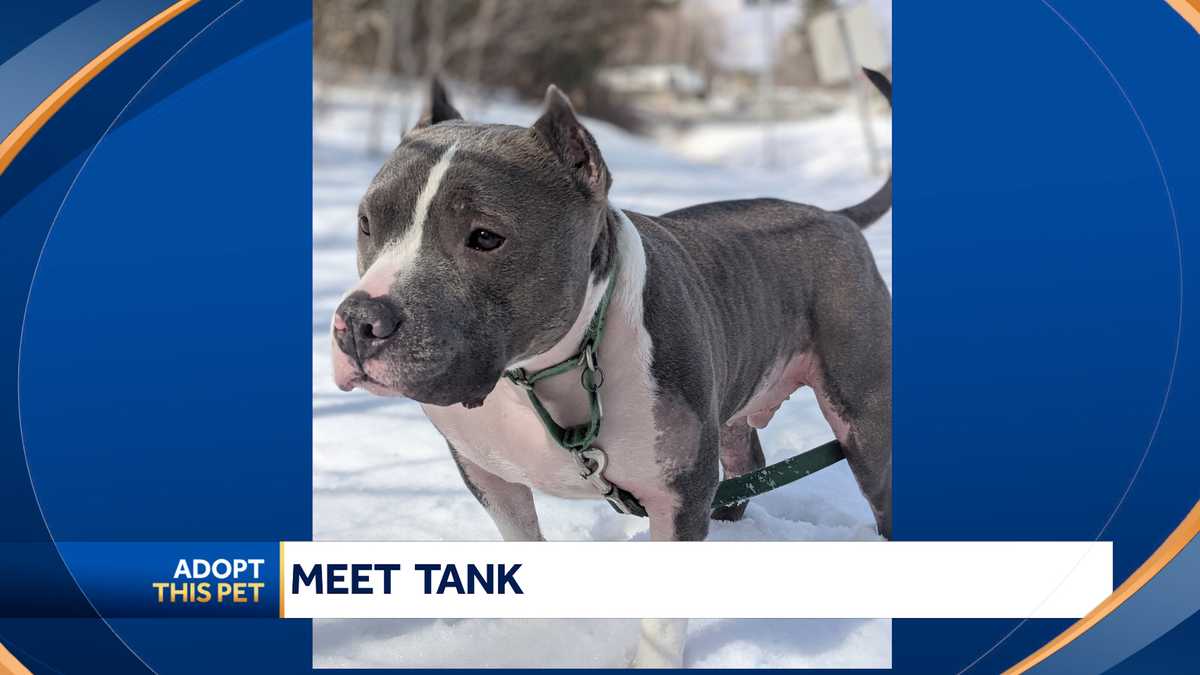 Tank is a well-behaved affectionate pooch who needs a new home