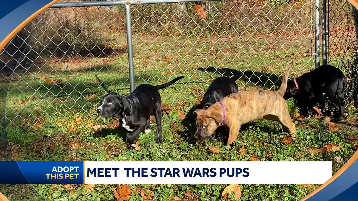 Six Star Wars puppies are waiting to be adopted