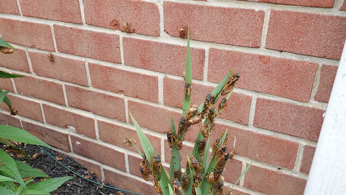 Photos: See the Brood X Cicadas emerging in Maryland