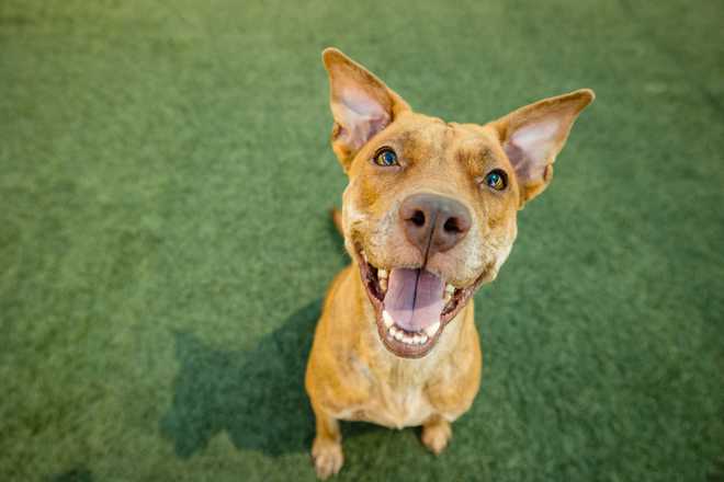 Adoptable pets at Orange County Animal Services