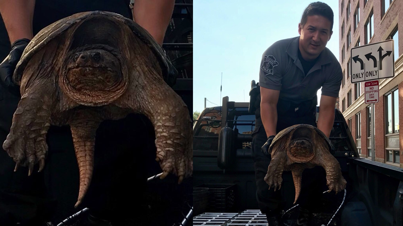Oh snap! Large snapping turtle rescued from Route 3