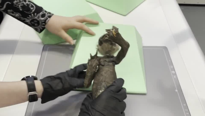 Radiology students at NKU put 'mermaid' through X-rays, CT scan