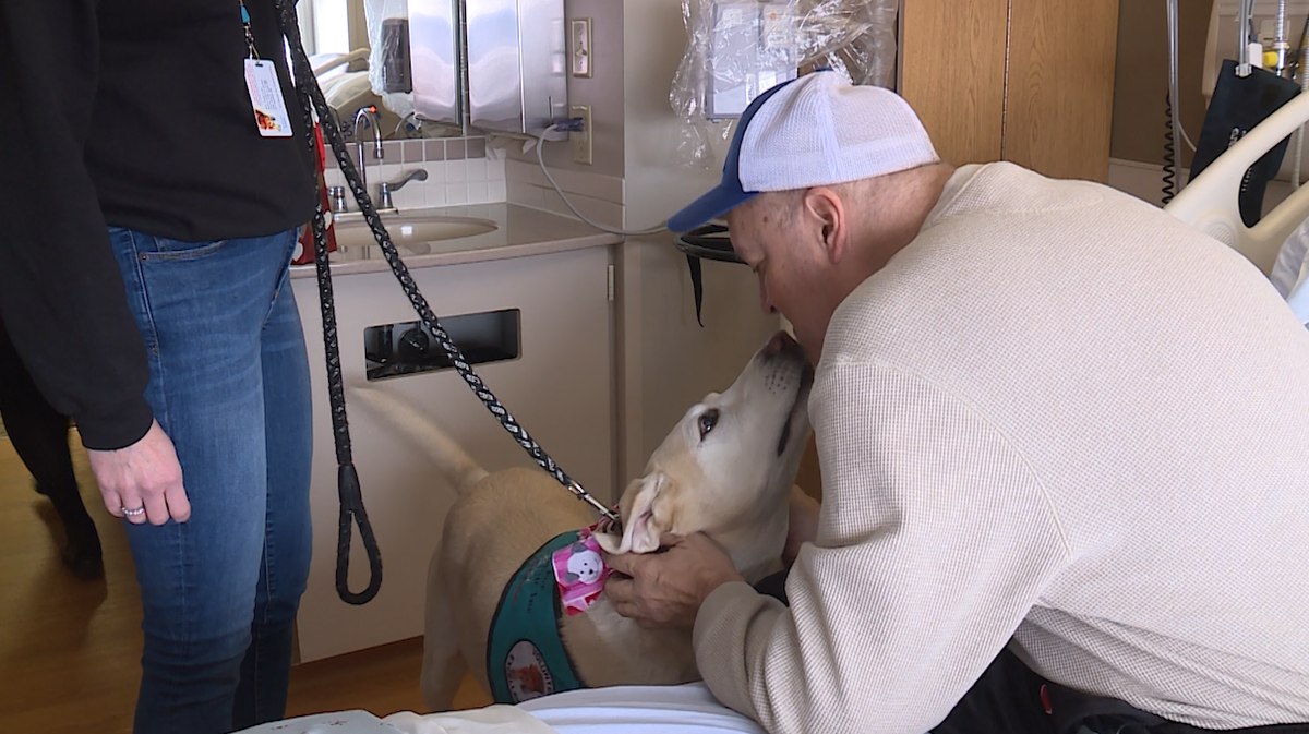 Therapy dogs visit Methodist Hospital patients for Valentine's Day